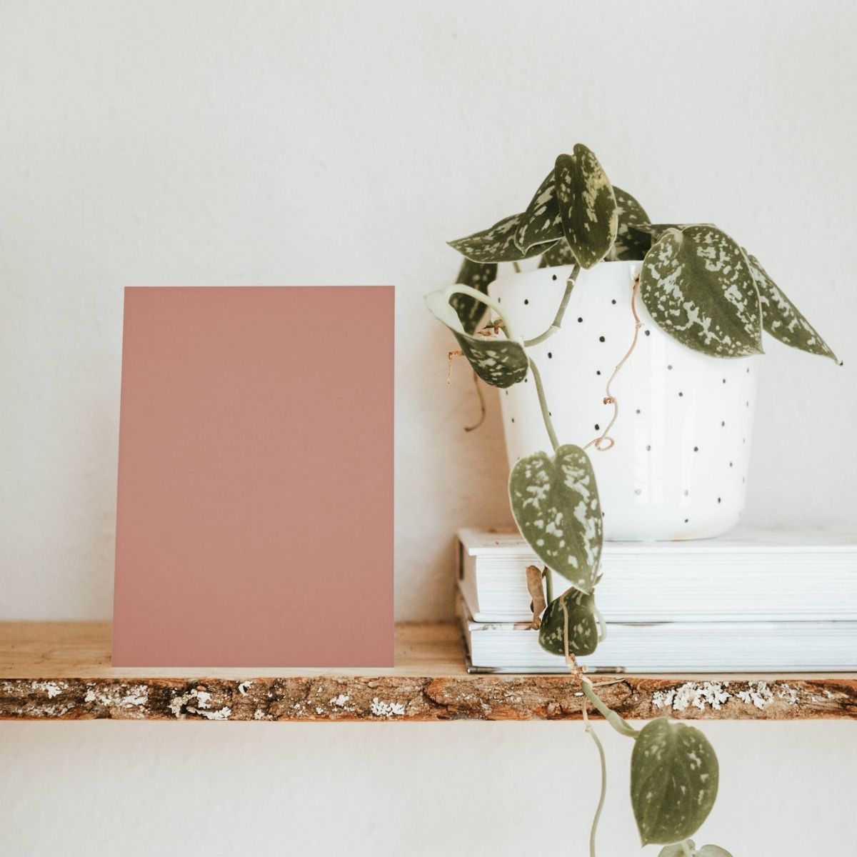 Pink Samples – Peinture Algo